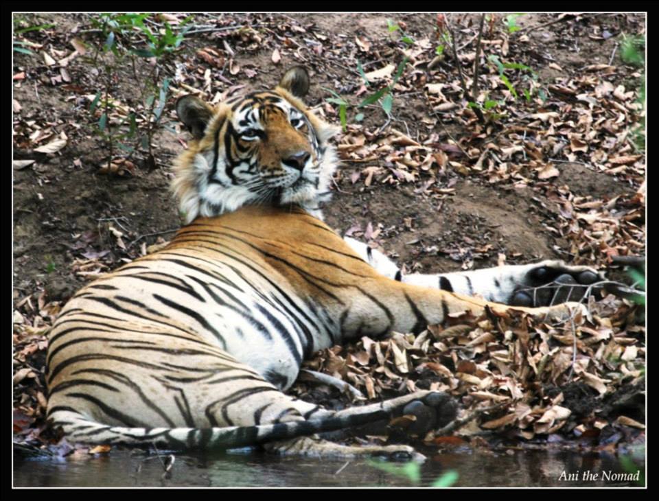 RANTHAMBHORE - Pugmarks