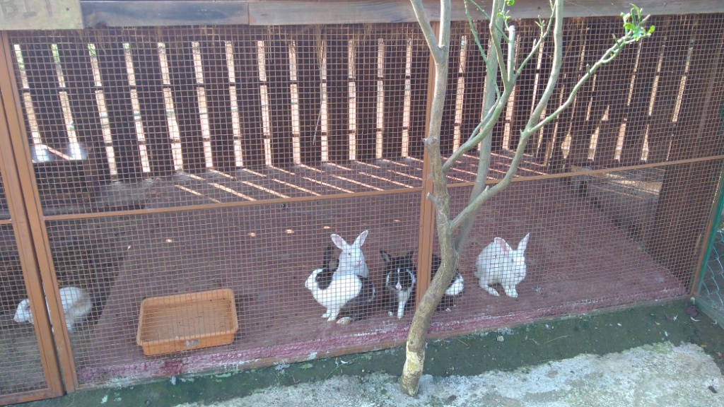 Tree Tops Kalote Lake - Pugmarks