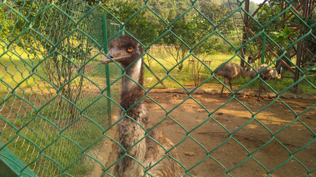 Tree Tops Kalote Lake - Pugmarks